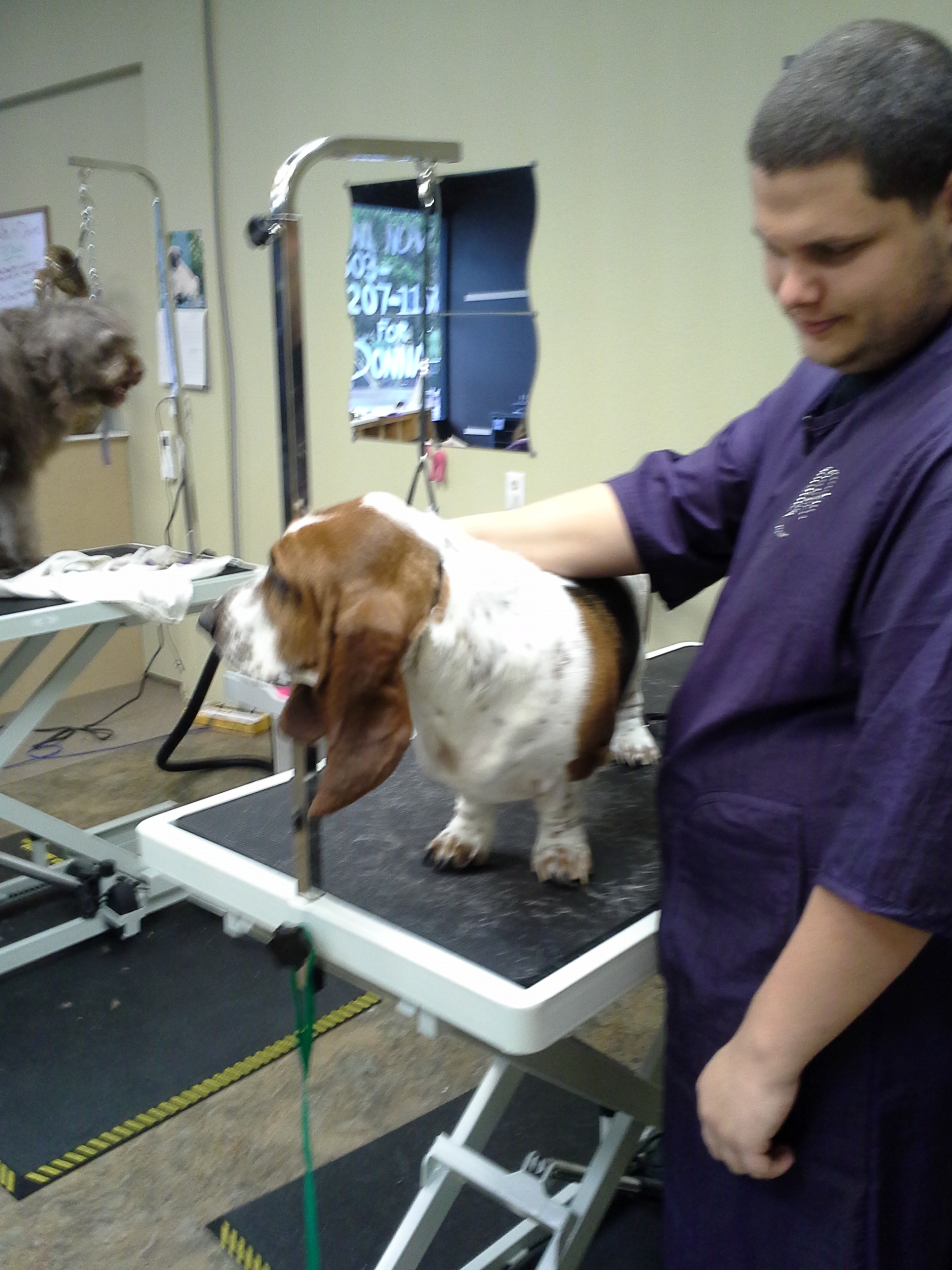 Pampered Paws Grooming – Home | Pampered Paws Grooming LLC